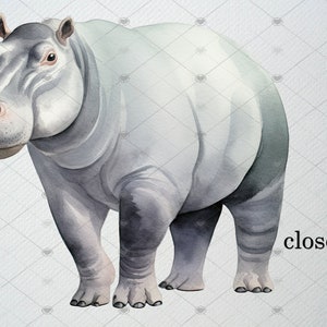 Watercolor Hippo Clipart Set of 33 PNG, Hippopotamus Clipart, Baby ...