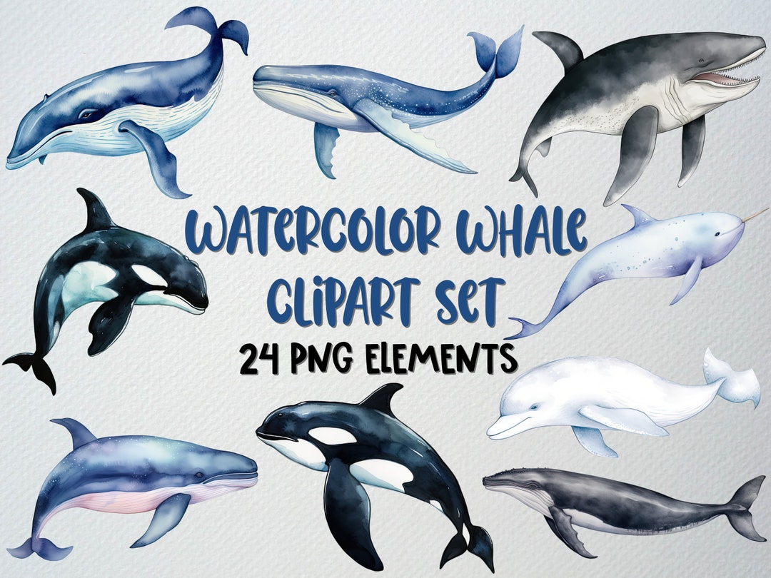 Watercolor Whale Clipart Set of 24 PNG Files, Sea Life Clipart ...