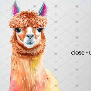 Llama Clipart, Hand Drawn Watercolor Llama Clipart Set of 43 PNG Files ...
