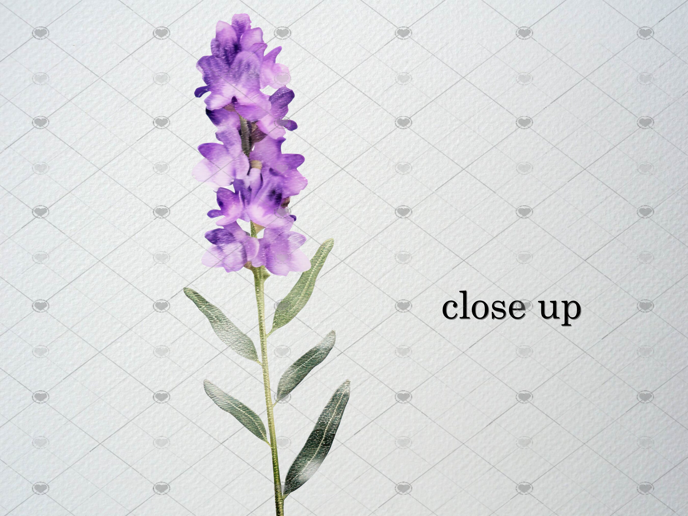 Watercolor Lavender Clipart Set of 49 PNG, Lavender Illustration ...