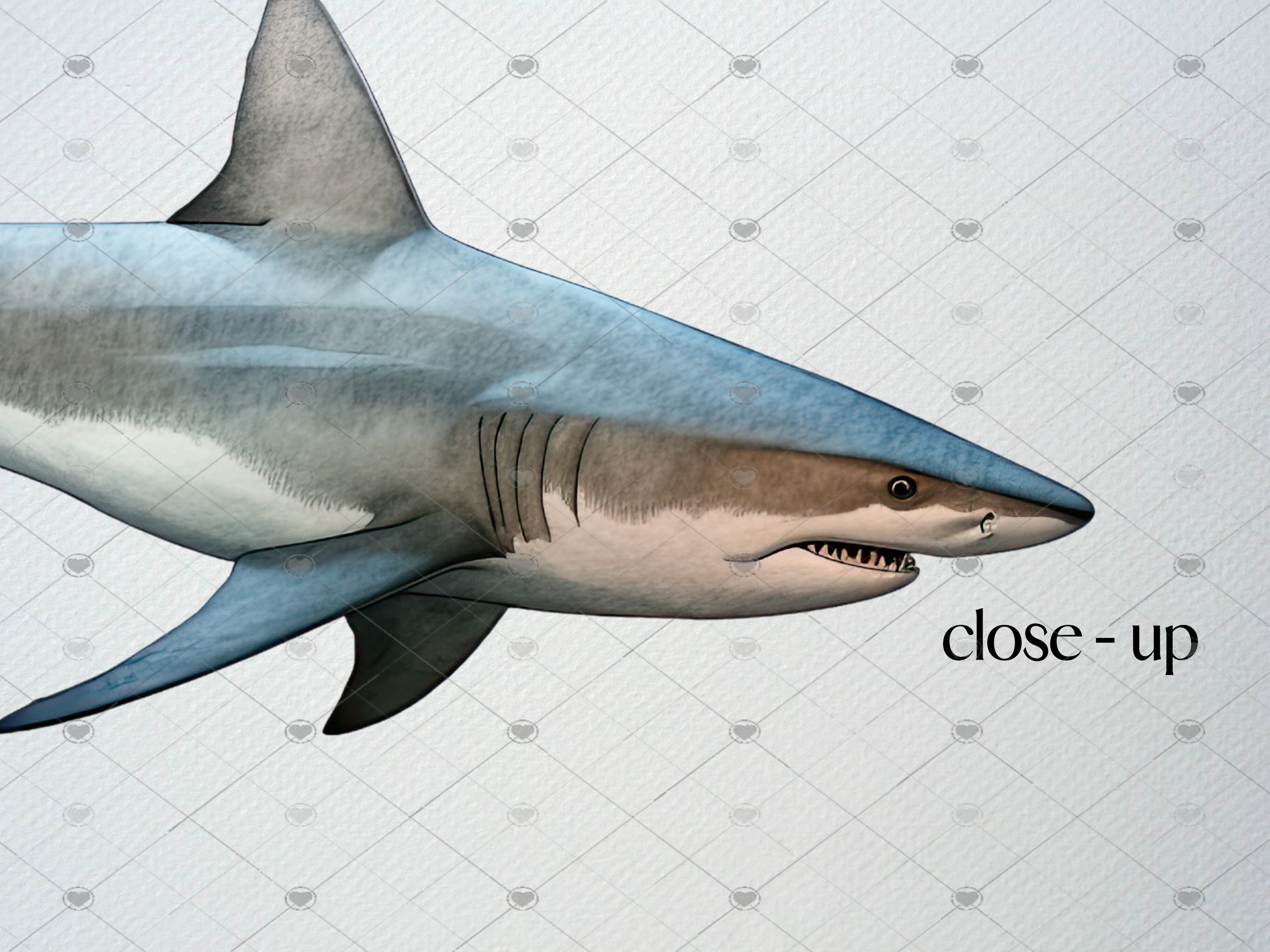 Watercolor Shark Clipart Set: 44 Sea Life PNG Files (commercial License ...