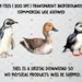 Watercolor Arctic Animals Clipart Set of 19 PNG Files, Winter Clipart ...