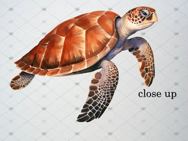 Watercolor Sea Turtle Clipart Set of 34 PNG Files, Underwater Animal ...