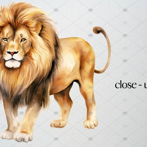 Watercolor Lion Clipart Set of 30 PNG Files, Lion Head Clipart, Baby ...