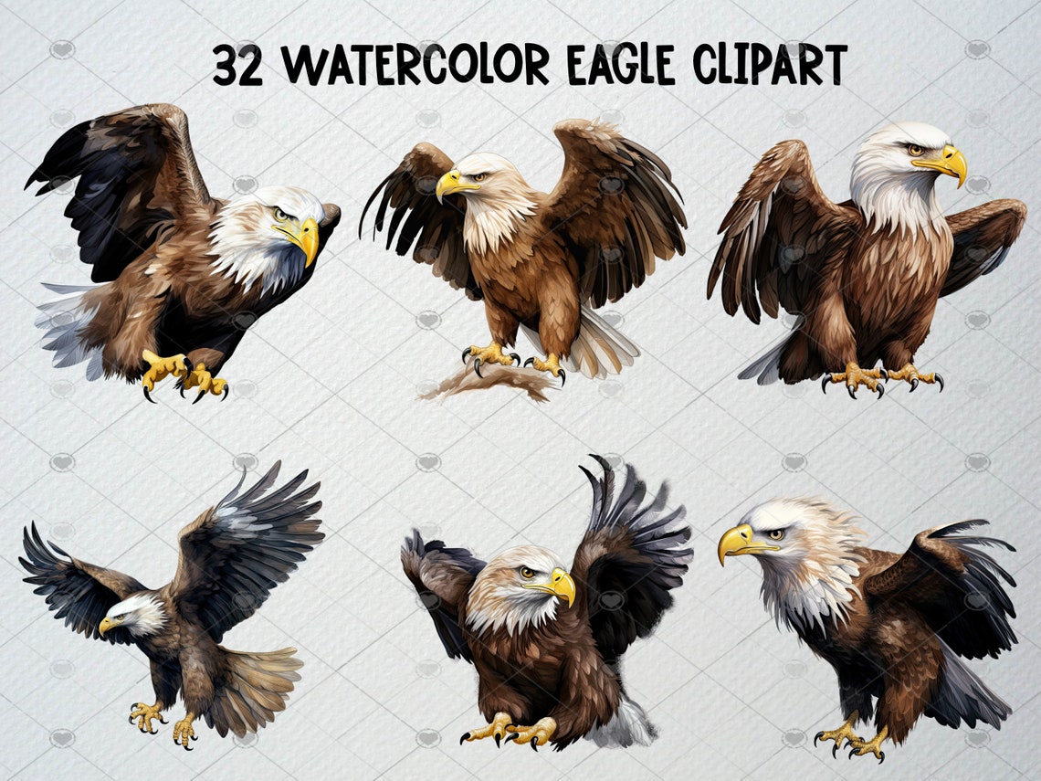 Watercolor Eagle Clipart Set of 32 PNG Files, Bird Clipart, Bald Eagle ...