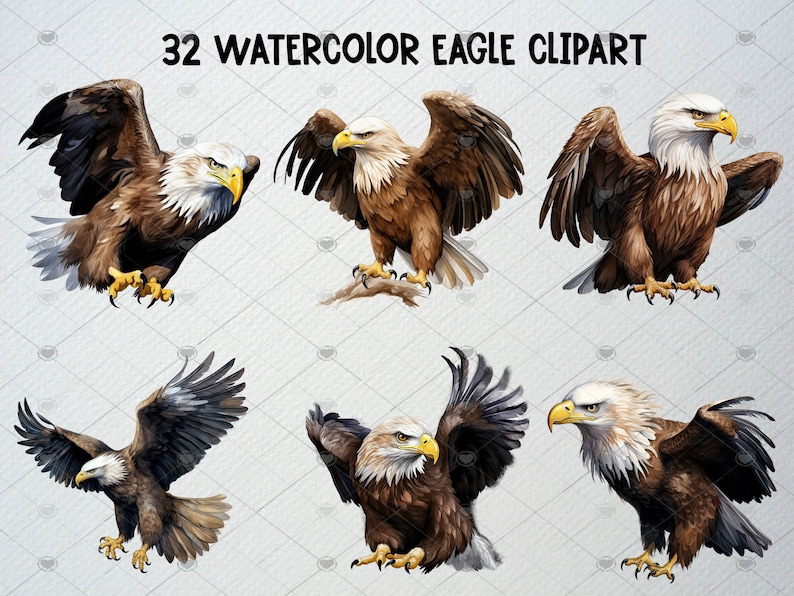 Watercolor Eagle Clipart Set: 32 PNG Bird Illustrations (commercial ...