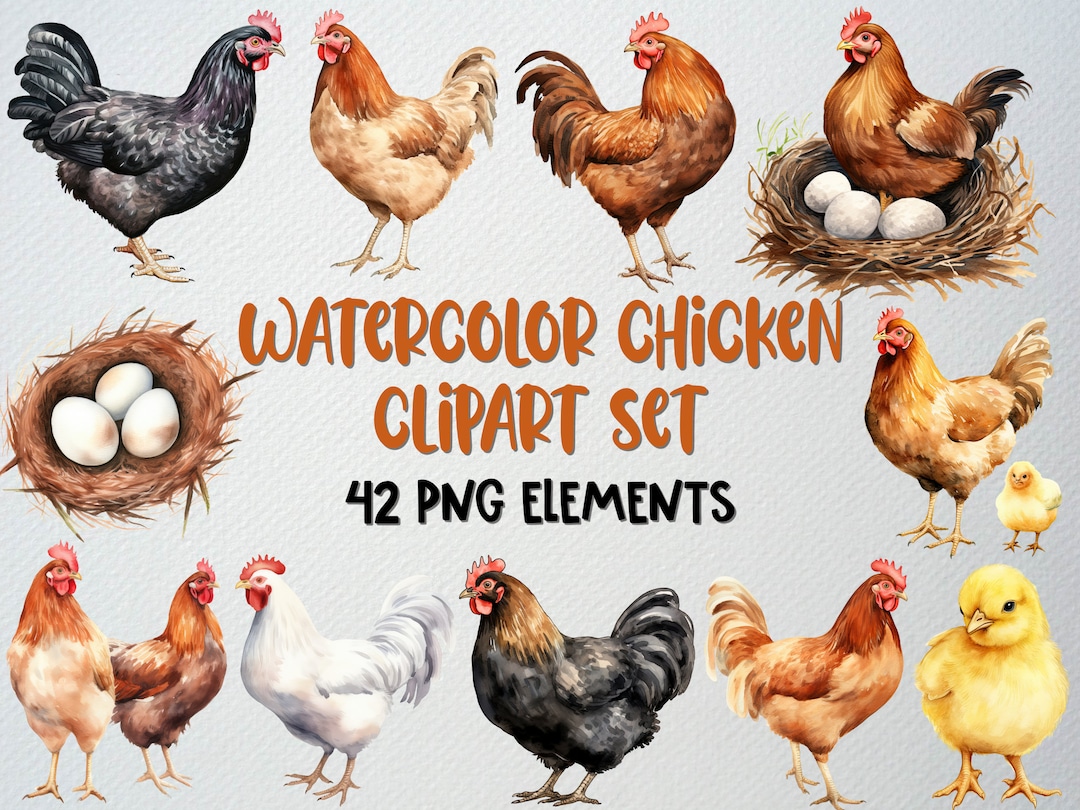Watercolor Chicken Clipart Set of 42 PNG Files, Rooster Clipart, Hen ...