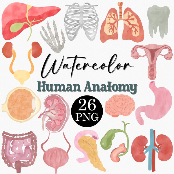 Medical Illustration - Etsy
