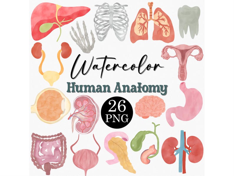 Watercolor Human Anatomy Clipart Set, Medical Illustrations, Science ...