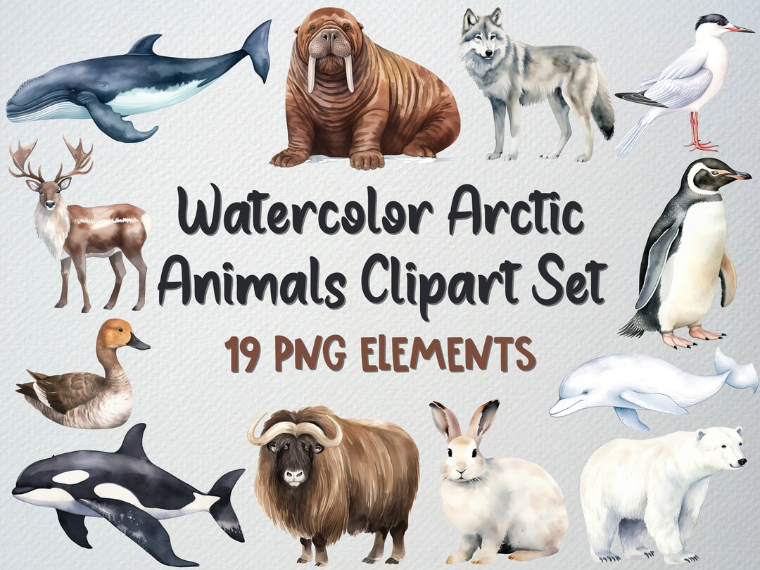 Watercolor Arctic Animals Clipart Set of 19 PNG Files, Winter Clipart ...