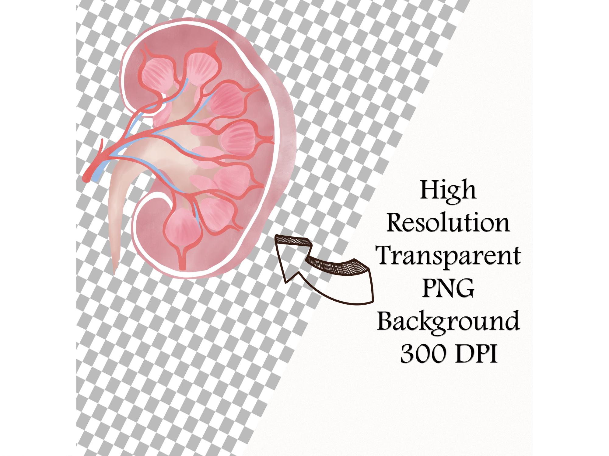 Watercolor Human Anatomy Clipart Set, Medical Illustrations, Science ...