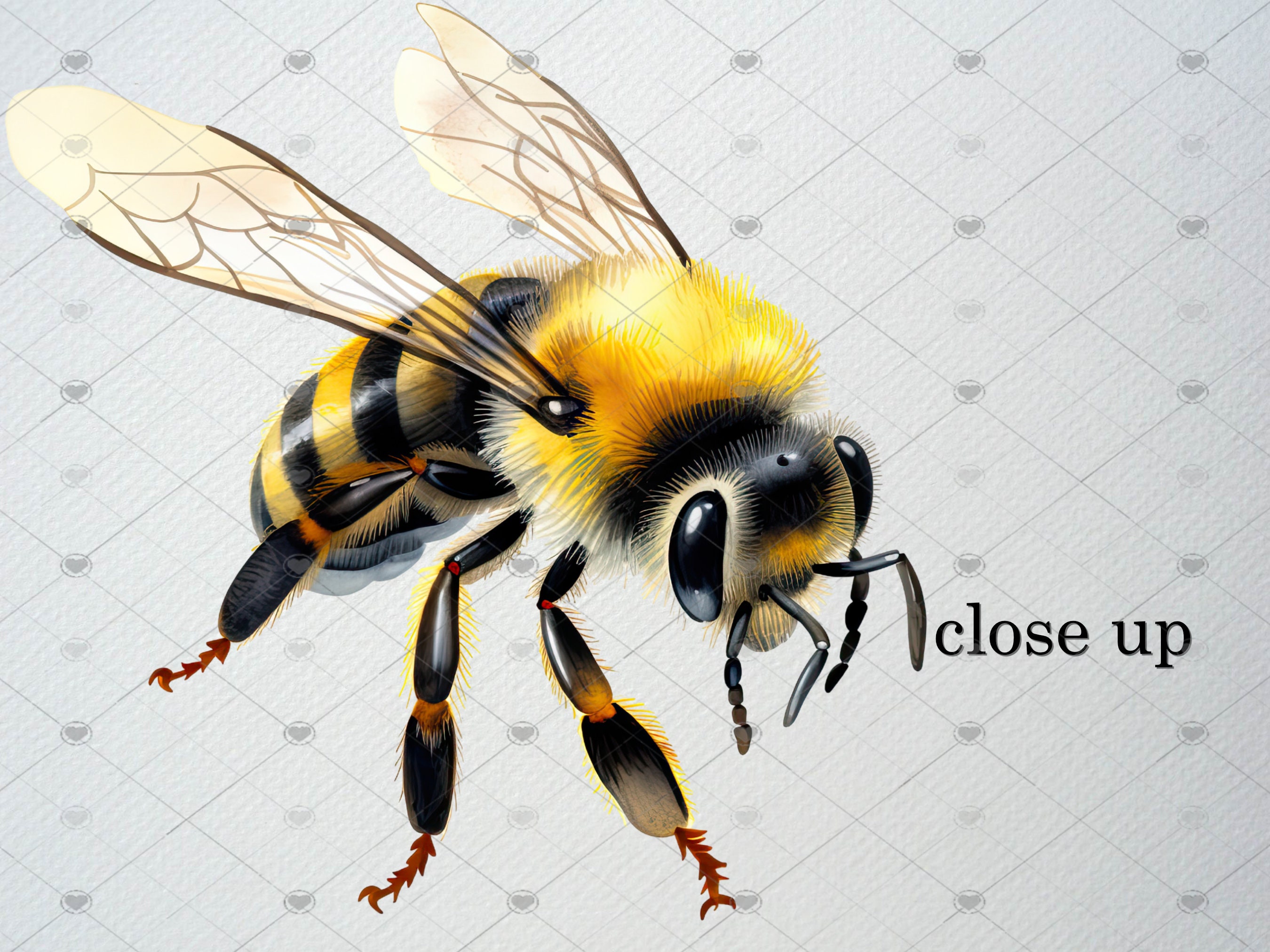 Watercolor Bee Clipart Set of 44 PNG Files, Insect Clipart, Honey Bee ...