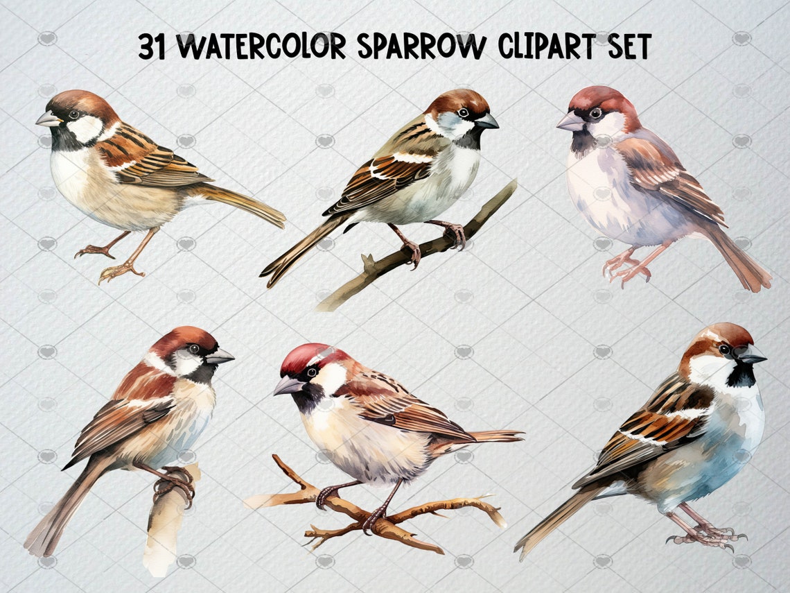 Watercolor Sparrow Clipart Set of 31 PNG Files, Garden Birds Clipart ...
