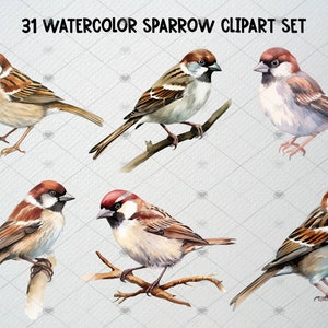 Watercolor Sparrow Clipart Set of 31 PNG Files, Garden Birds Clipart ...