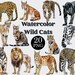 Watercolor Wild Cats Clipart Set of 20 PNG Files, Animal Clipart ...