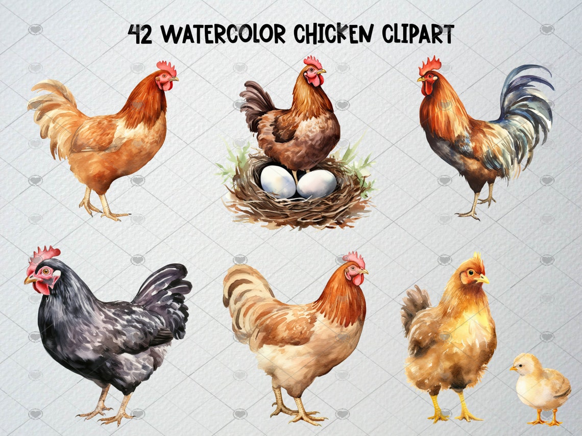 Watercolor Chicken Clipart Set of 42 PNG Files, Rooster Clipart, Hen ...