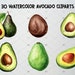 Watercolor Avocado Clipart Set of 30 PNG Files, Tropical Fruit Clipart ...