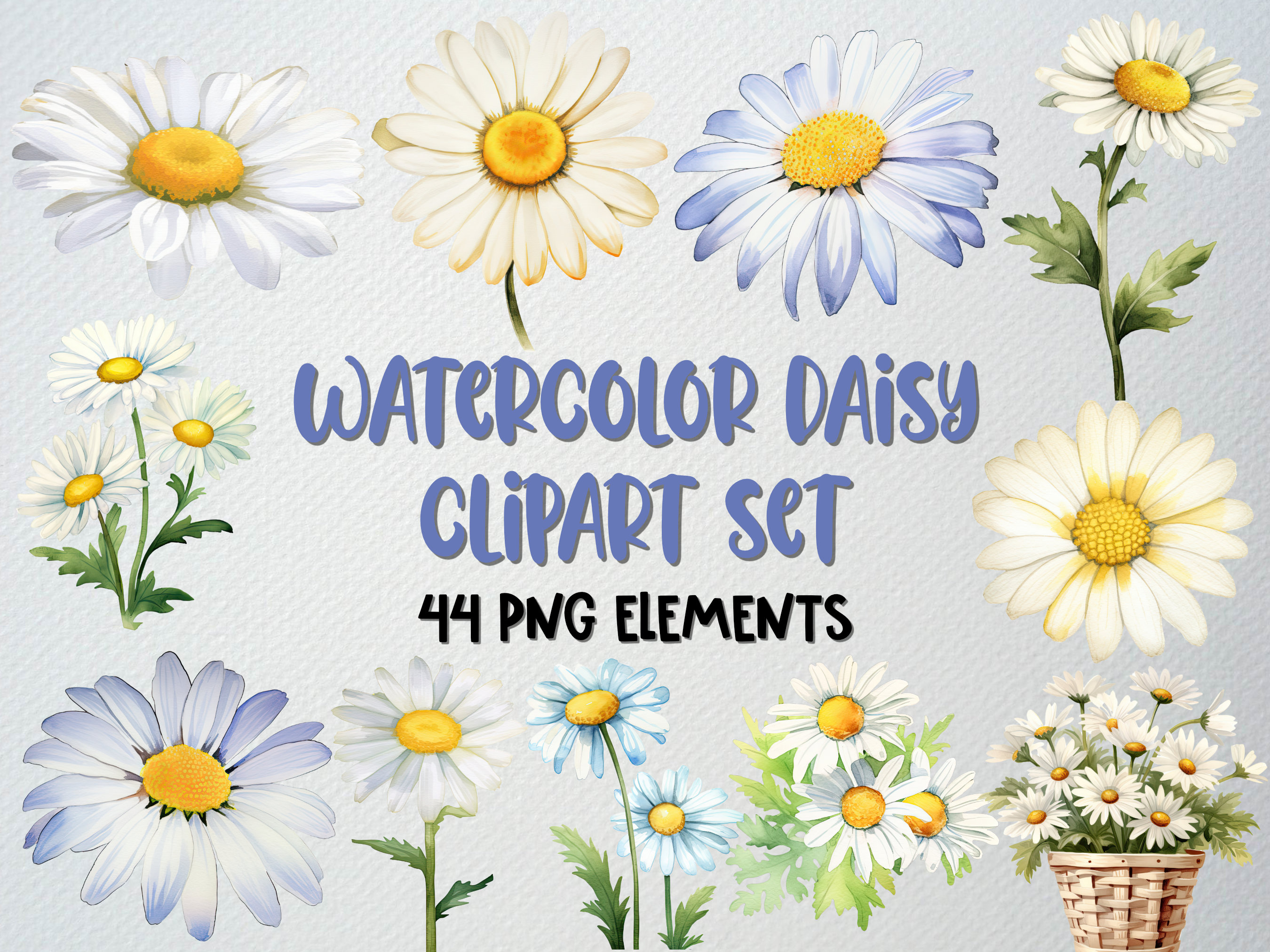 Watercolor Daisy Clipart Set of 44 PNG, Daisies Illustration, White ...