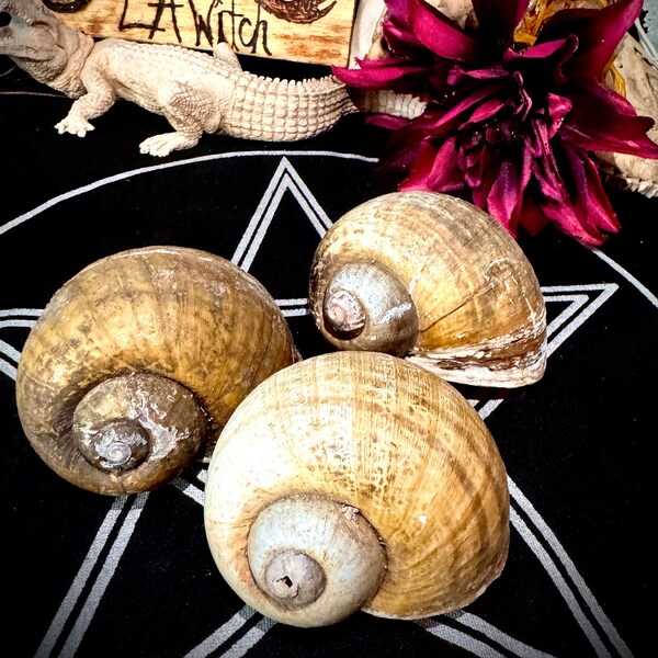 Apple Snail Shell - Etsy