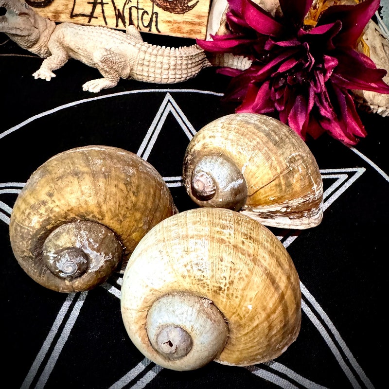 Apple Snail Shell - Etsy