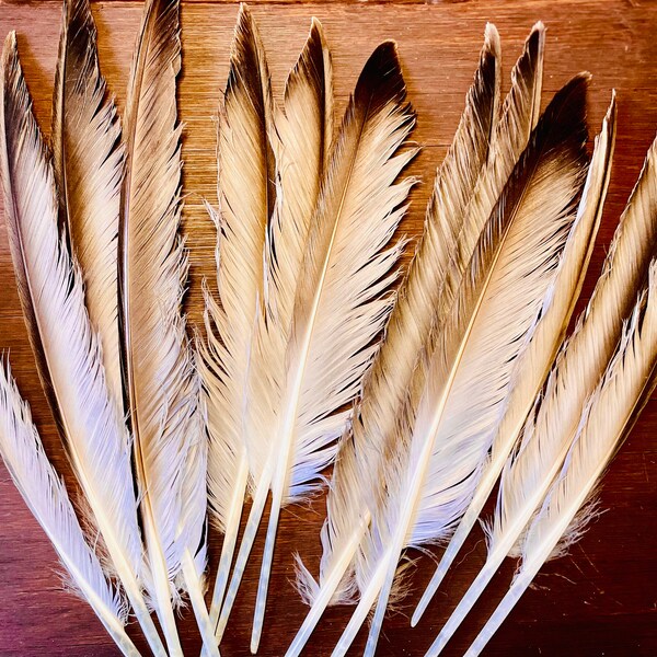 Real Bird Feathers - Etsy