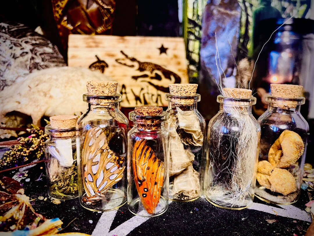 Insect Specimens Witchcraft Rituals Spell Tools Snakeskin, Moth ...