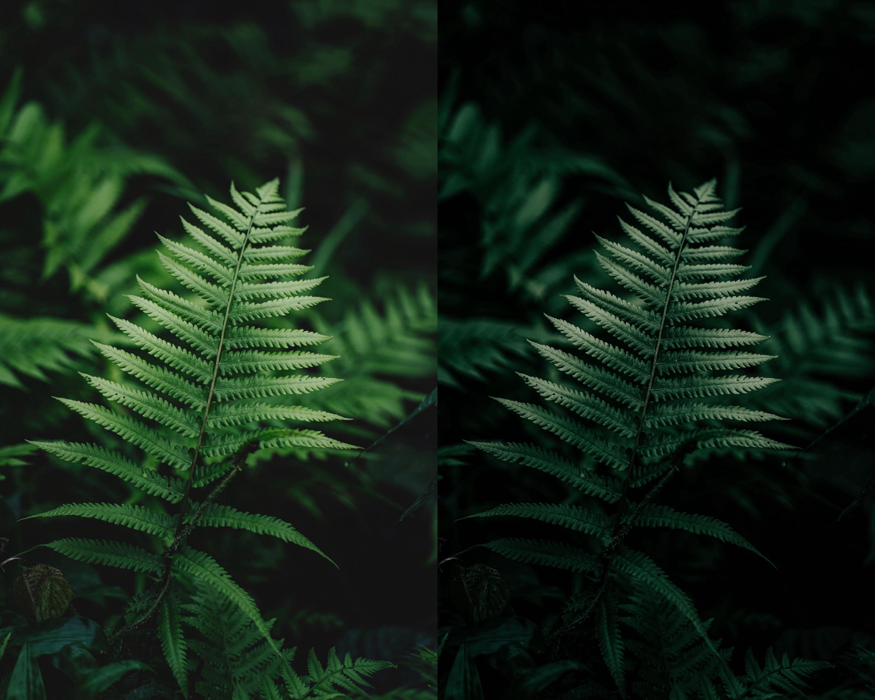 Dark Green Lightroom Presets, Moody Filters for Dark Woods, Photo ...
