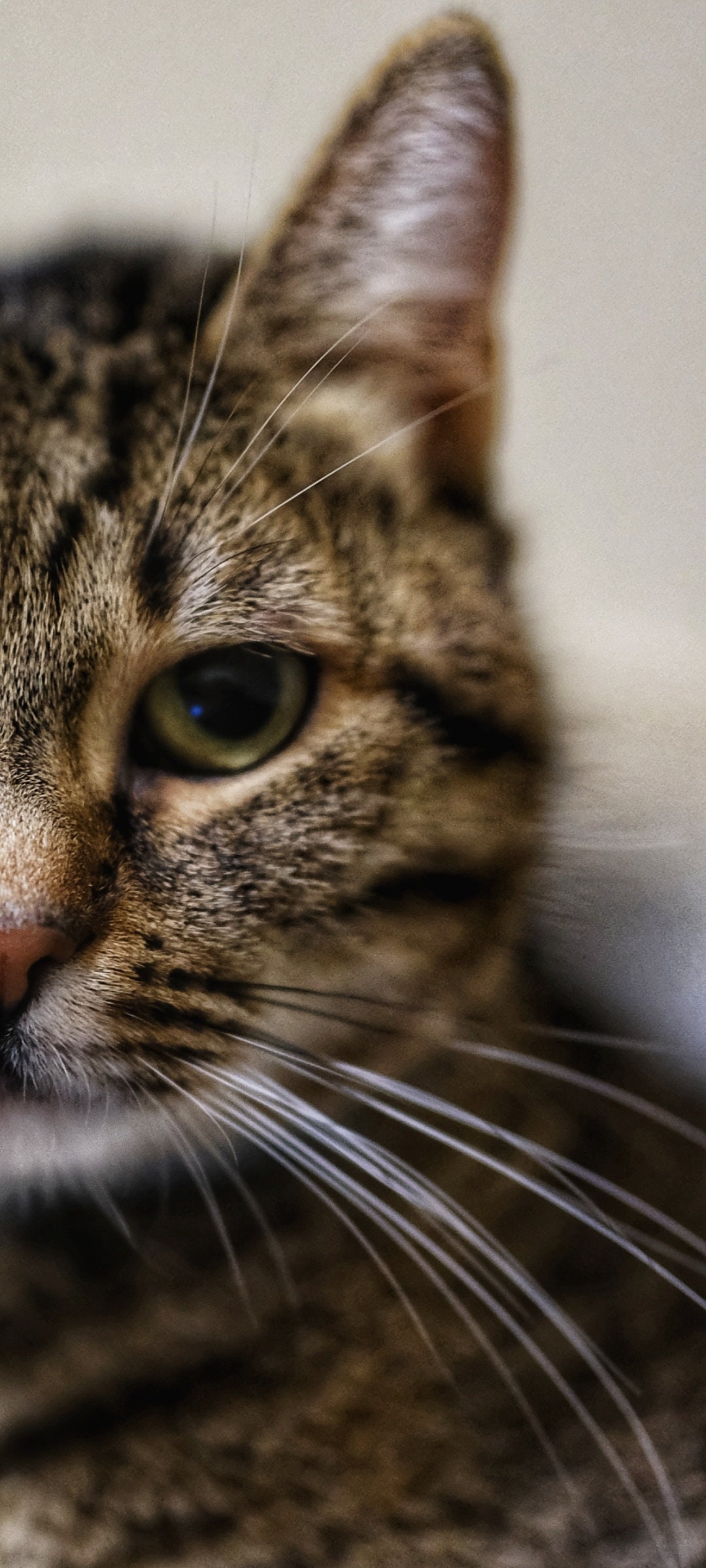 Chaton - Etsy France