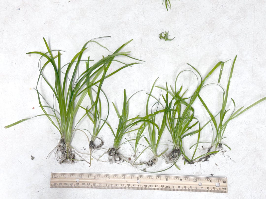 Vallisneria - Bundle of 5 Live Aquarium Plants - Fast Growing, Beginner ...