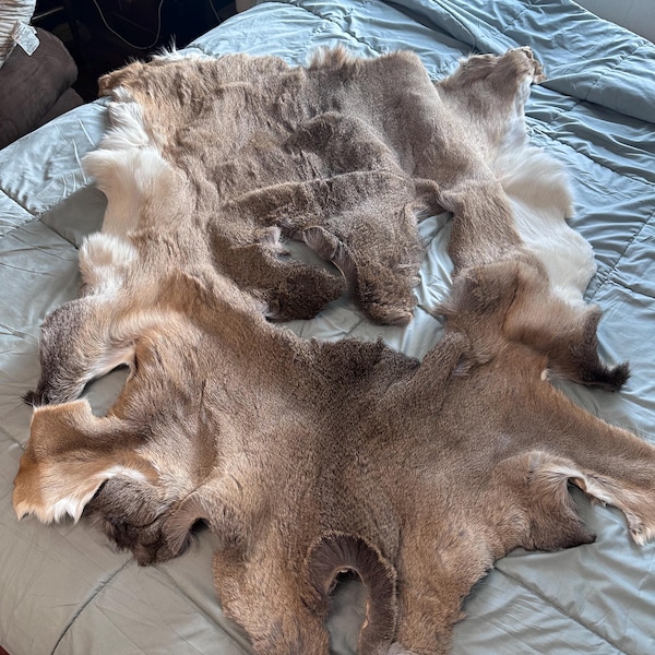 Whitetail Deer Hide - Etsy