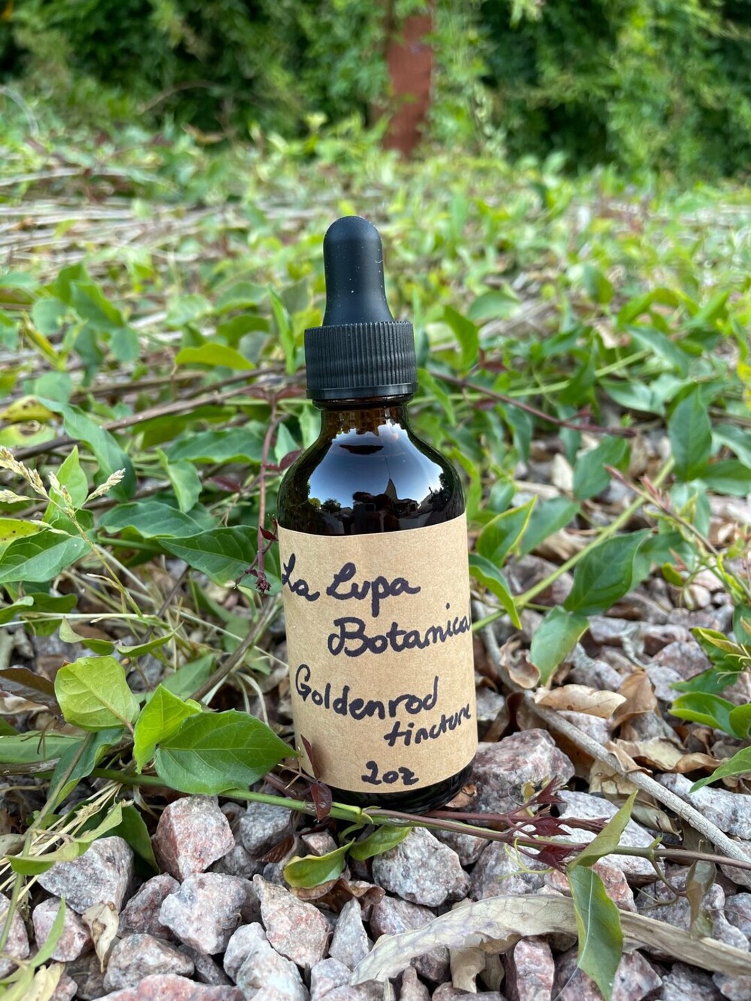 Goldenrod Tincture | Solidago Gigantea | GF | Vegan | Organic - Etsy