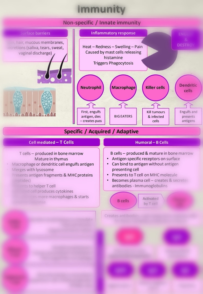 Immunity for Student Midwives Study Sheet - Etsy