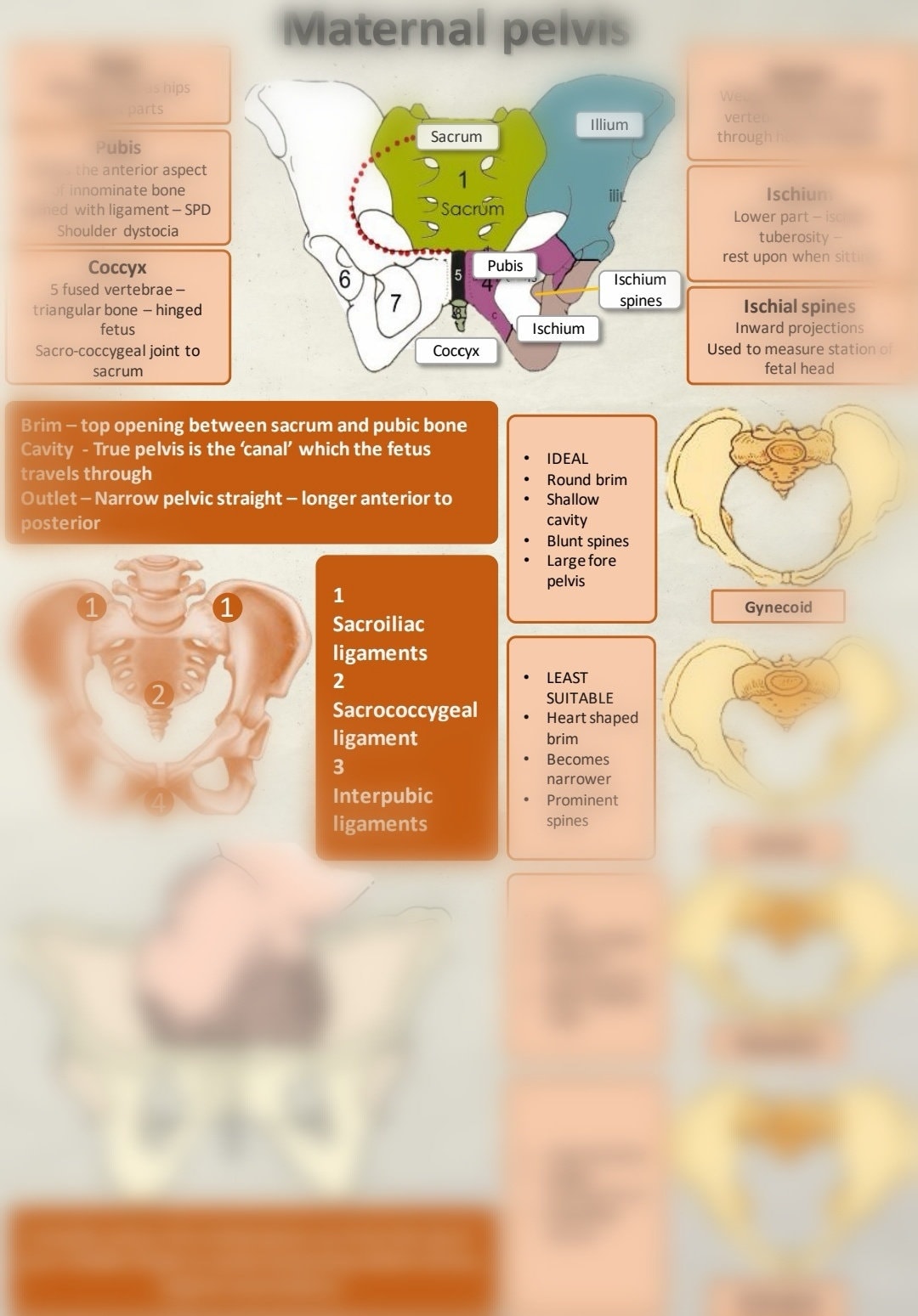 Maternal Pelvis for Student Midwives Study Sheet - Etsy