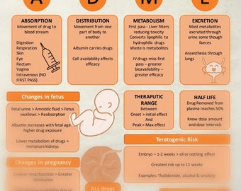 Digestive System for Student Midwives Study Sheet - Etsy