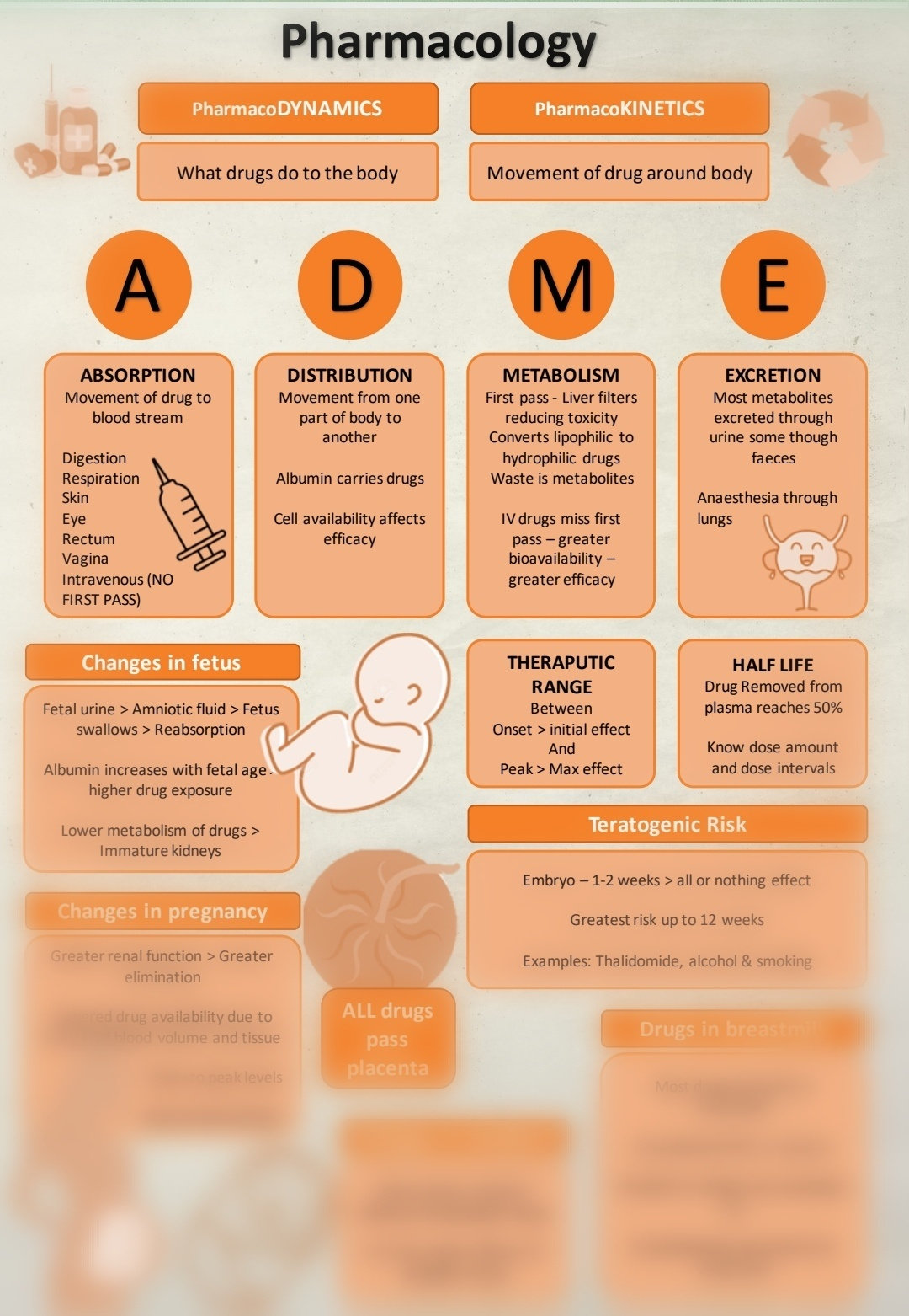 Pharmocology for Student Midwives Study Sheet - Etsy