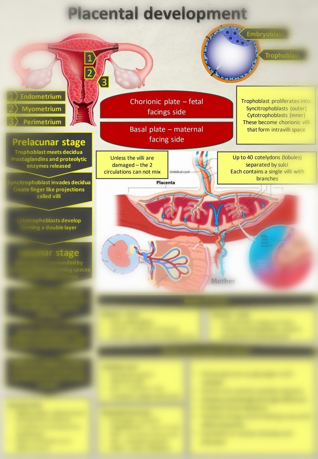 Placental Development for Student Midwives Study Sheet - Etsy
