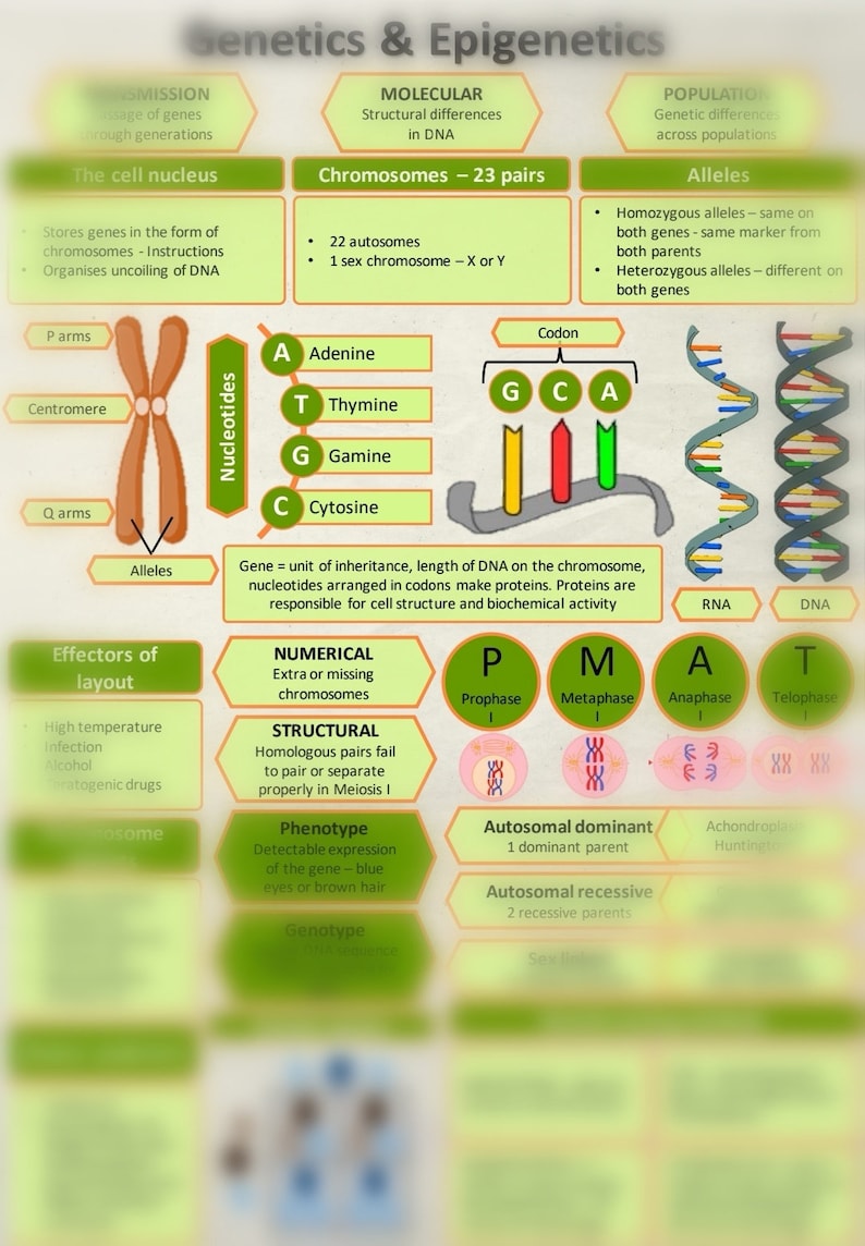Genetics for Student Midwives Study Sheet - Etsy