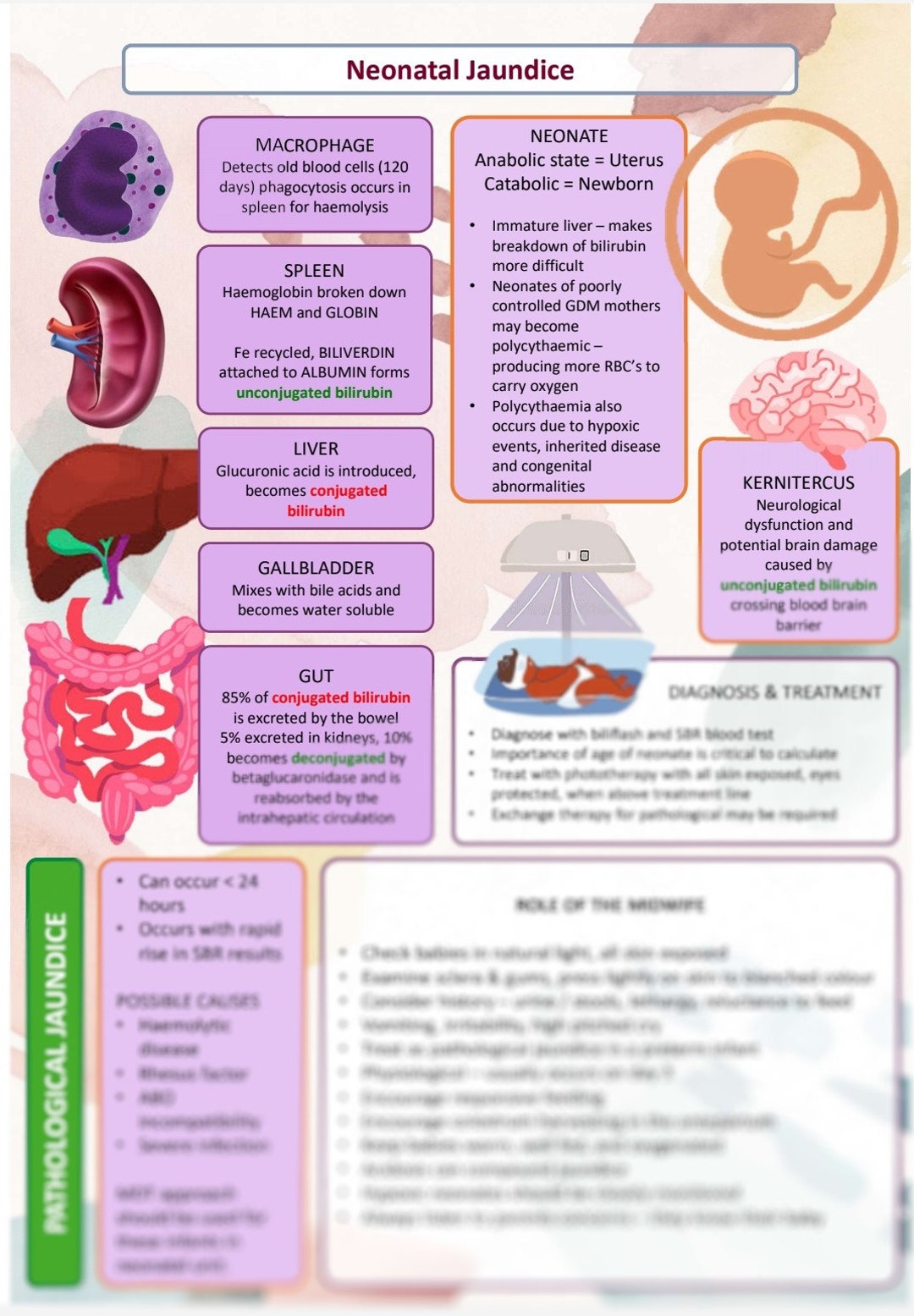 Neonatal Jaundice for Student Midwives - Etsy