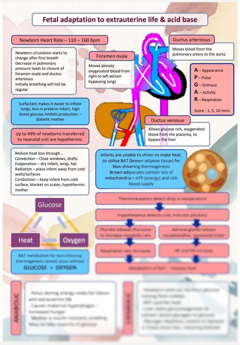 Fetal Adaptation to Extra Uterine Life for Student Midwives - Etsy