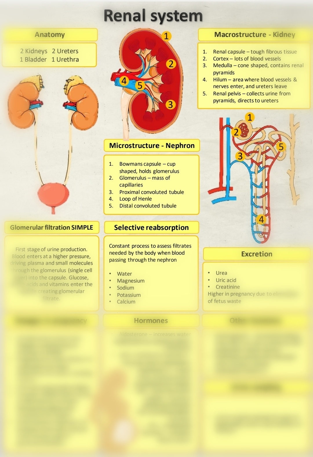 Renal System for Student Midwives Study Sheet - Etsy