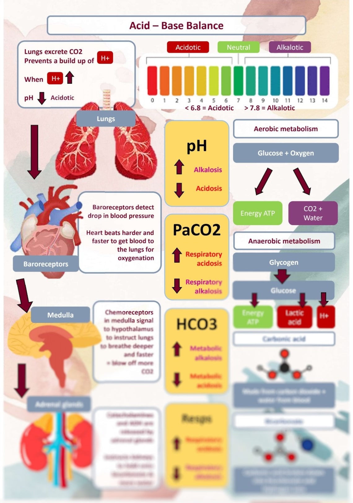 Acid Base Balance for Student Midwives - Etsy