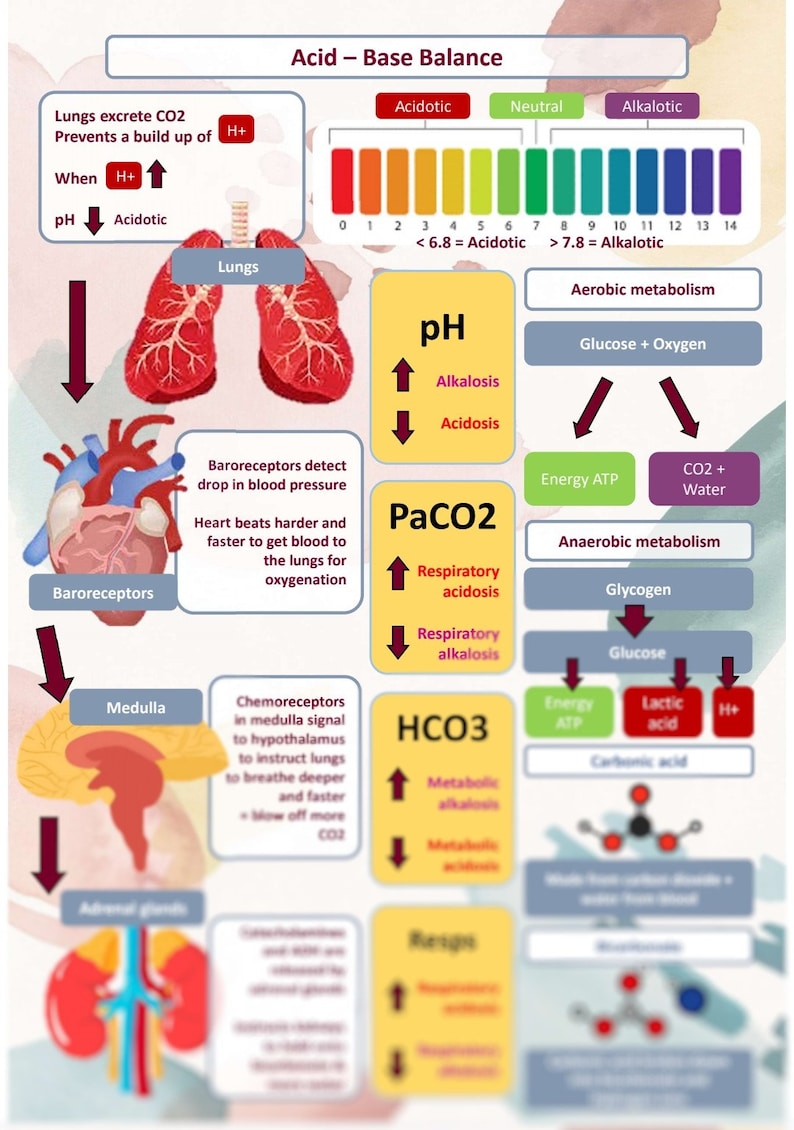 Acid Base Balance for Student Midwives - Etsy