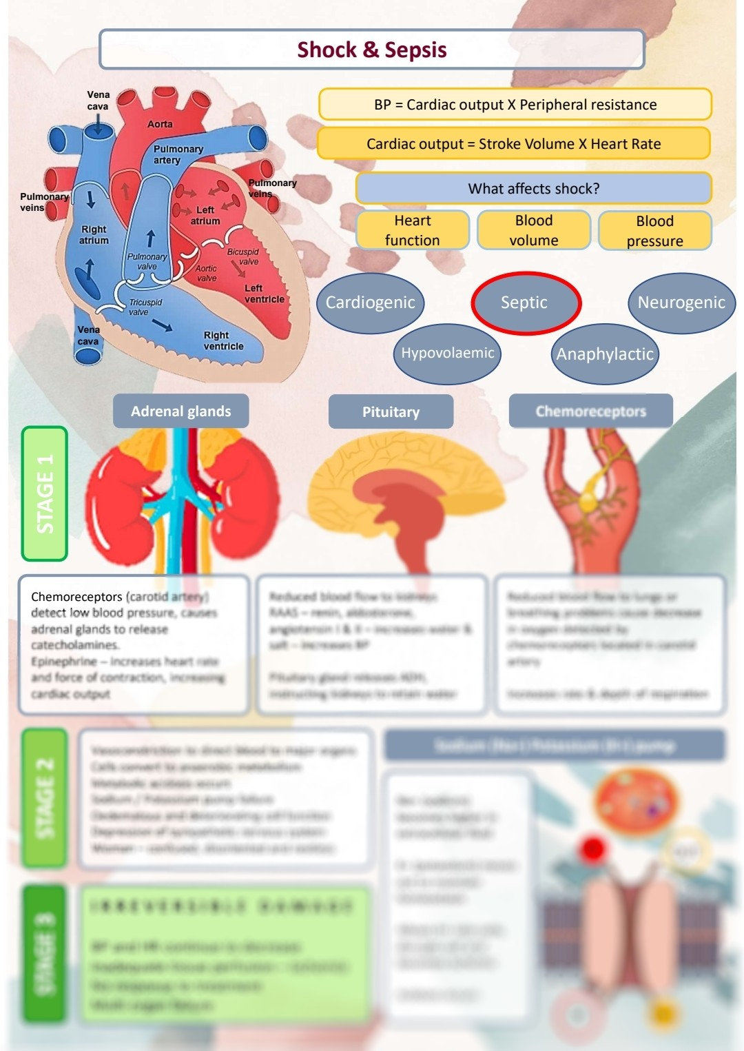 SECOND YEAR - Full Pack of 17 Study Sheets for SECOND Year Midwifery ...