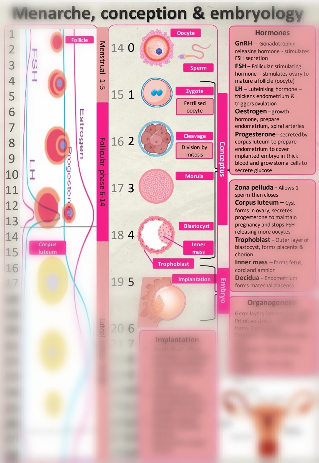 Menarche, Conception and Embryology for Student Midwives Study Sheet - Etsy