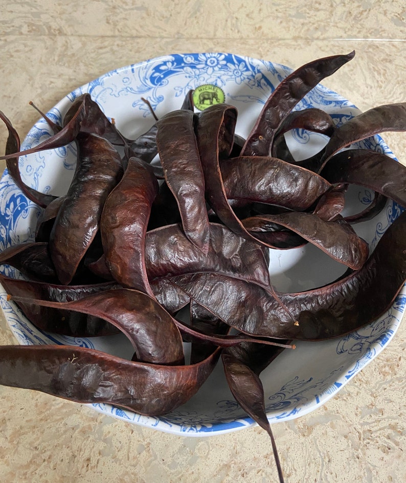 Honey Locust Tree Seed Pods X15 Etsy