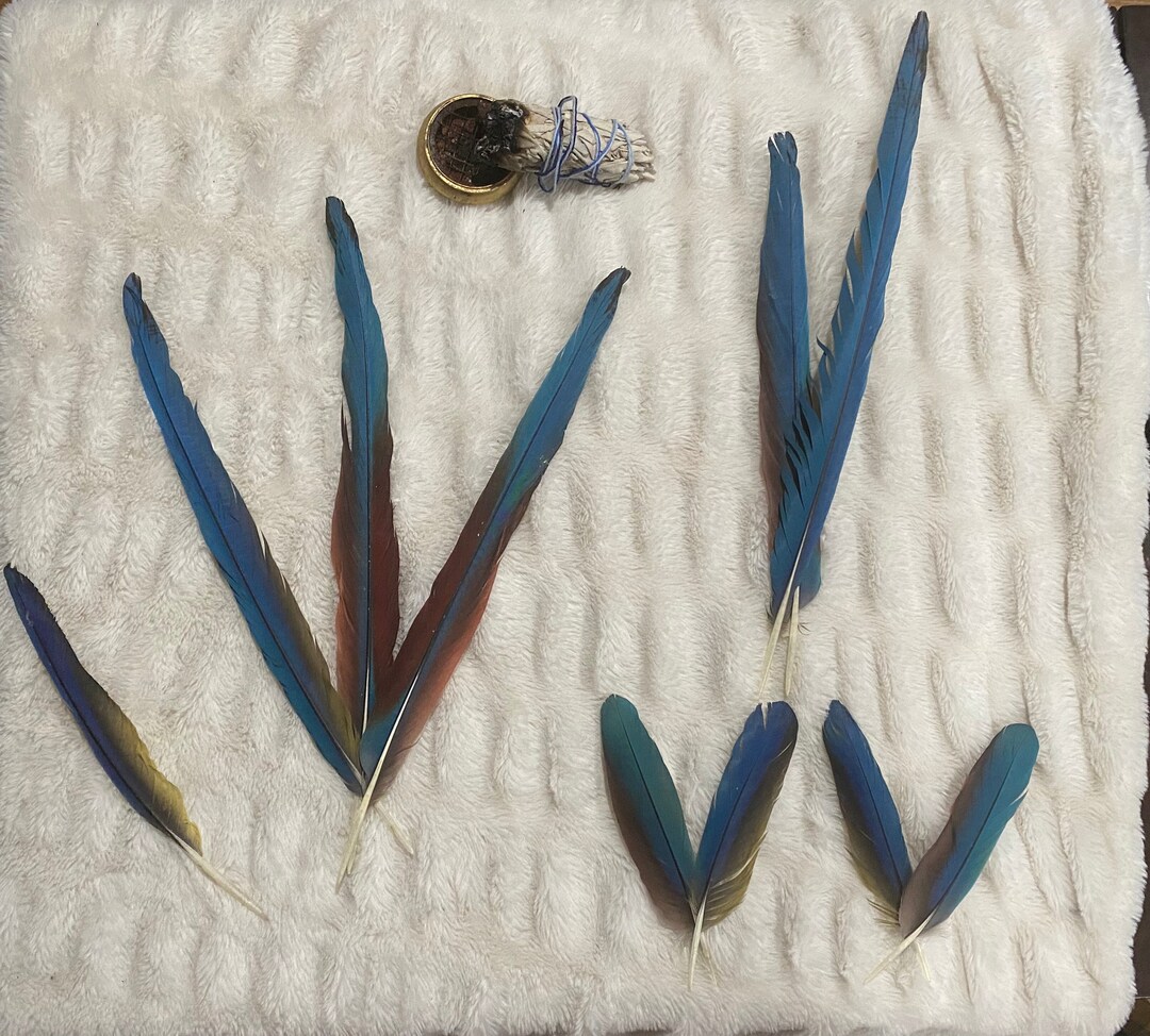 LONG Macaw Tail Feathers - Cruelty Free, Natural Feathers, Parrot ...