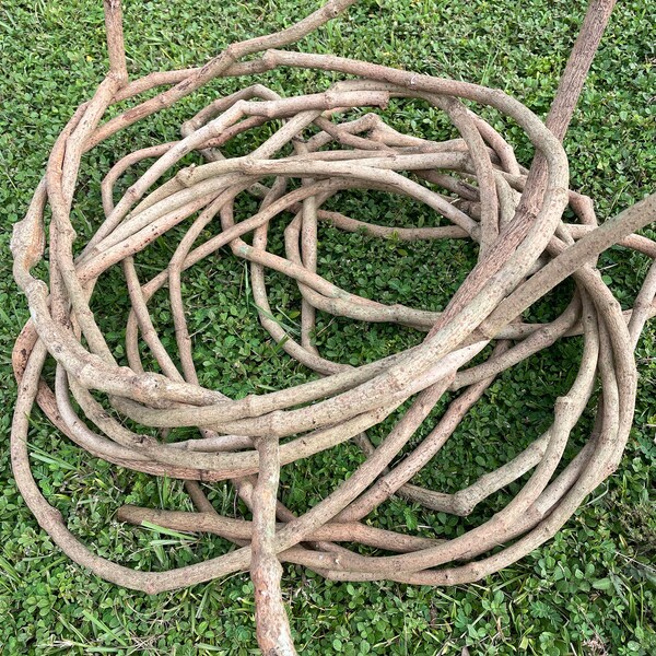 Natural Grapevine - Etsy
