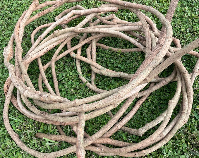 Freshly Harvested Rare White Muscadine Grapevine 1/4" to 3/4" Thick ...