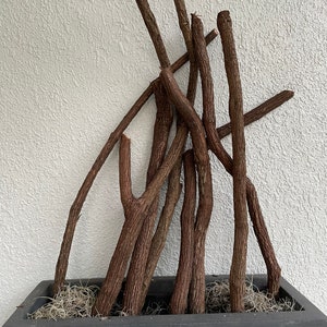 Rustic Thick Grapevine Craft Sticks Supply Wood Planter Spikes ...