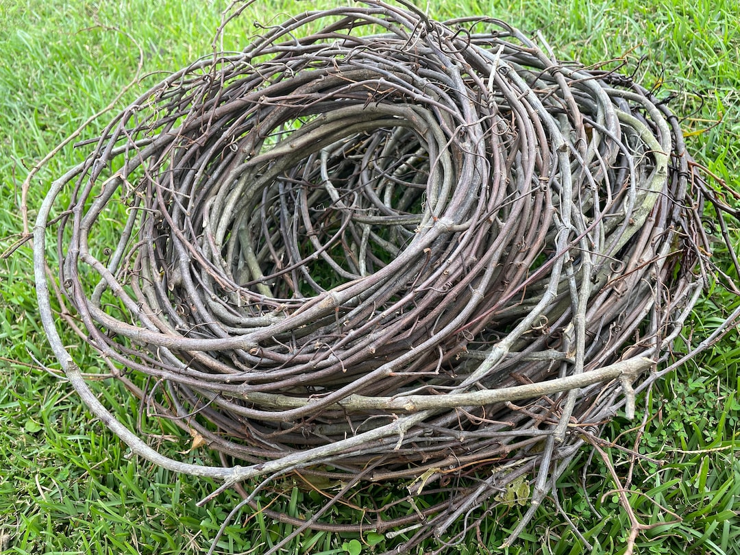 200+ Ft. Fresh Extra Skinny Curly Tendrils Muscadine Grapevine 1/8"-1/4 ...